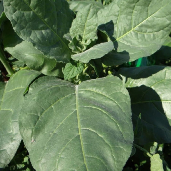 Табак душистый Deodar SEEDS COMPANY Табак - купить по выгодным ценам в ...