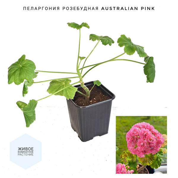 Пеларгония, Герань Australian Pink , 1 шт - купить по выгодной цене в ...