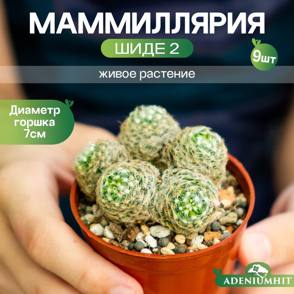 Кактус Маммиллярия Шиде 2 / Живое домашнее растение в горшке, D7см ...