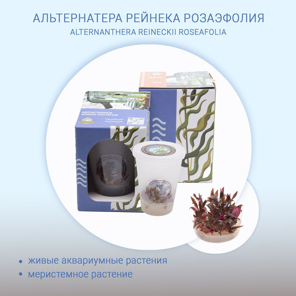 Альтернантера Розефолия (Alternaпthera reineckii Rosaefolia) Меристема ...