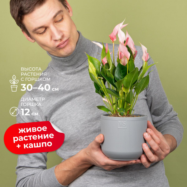 Антуриум ЛИЛИ + кашпо Росси VipSet 1,9л цвет серый высота 30-40 см дм ...