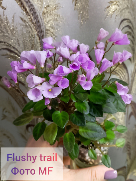 Фиалка трейлер Flashy traul (крупная детка) купить на OZON по низкой ...