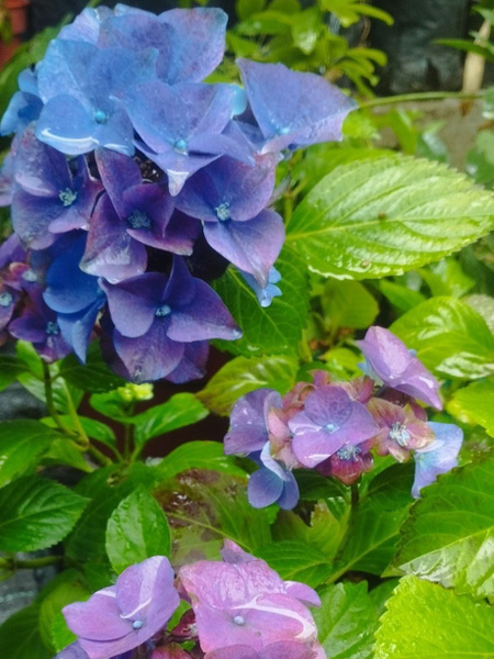 Гортензия крупнолистная MATA HARI BLUE AND GREEN саженец в горшке 1л ...