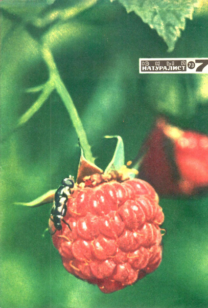 Журнал "Юный натуралист" №7 1973 - купить с доставкой по выгодным ценам в интернет-магазине OZON ...