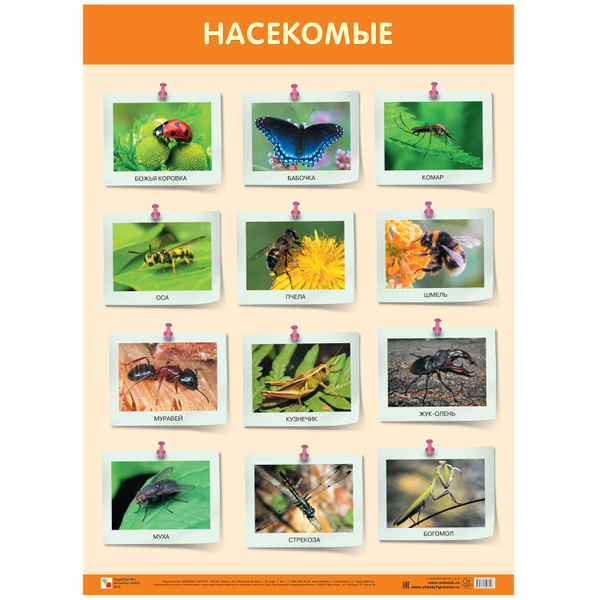 Плакат. Насекомые А2 - купить с доставкой по выгодным ценам в интернет ...
