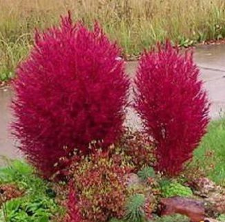 Кохия Deodar SEEDS COMPANY Декоративные_Кохия Пламя - купить по ...