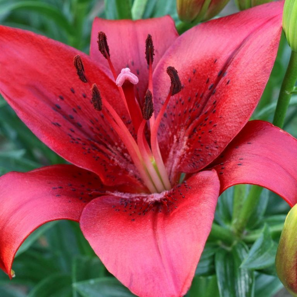 Клубни Лилии Маркиз Де Сад купить по выгодной цене в интернет-магазине ...