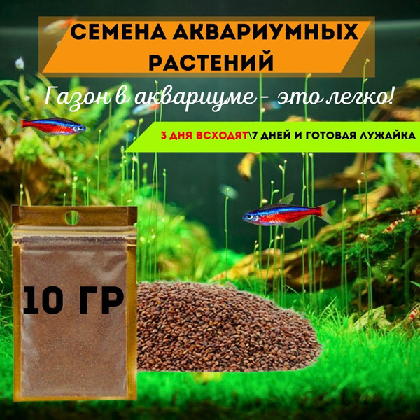 Семена растений для аквариума. Глоссостигма аквариумное растение живое ...