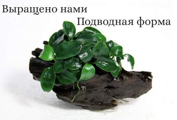 Анубиас бартери нана Бонсай, 1 куст. Живое аквариумное растение ...