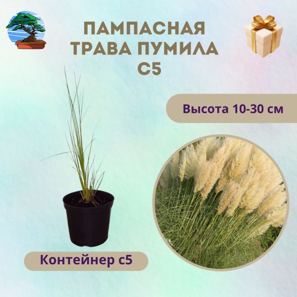 Пампасная трава Пумила с5 - купить с доставкой по выгодным ценам в ...