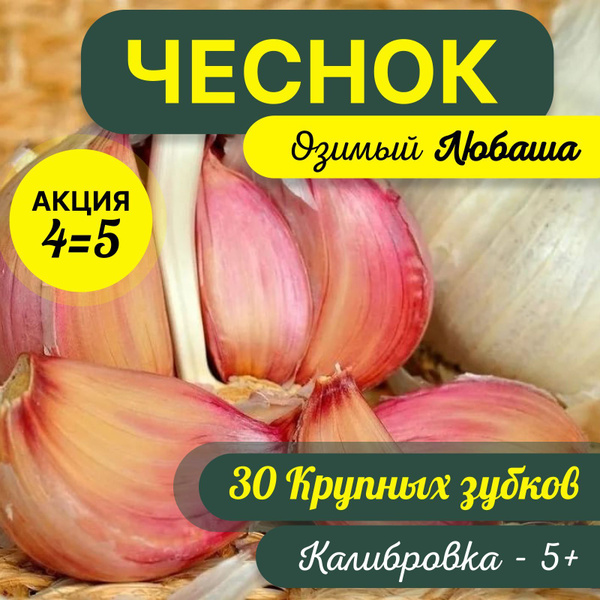 Чеснок на посадку озимый крупный Любаша, 30 зубков, калибр 5 ...