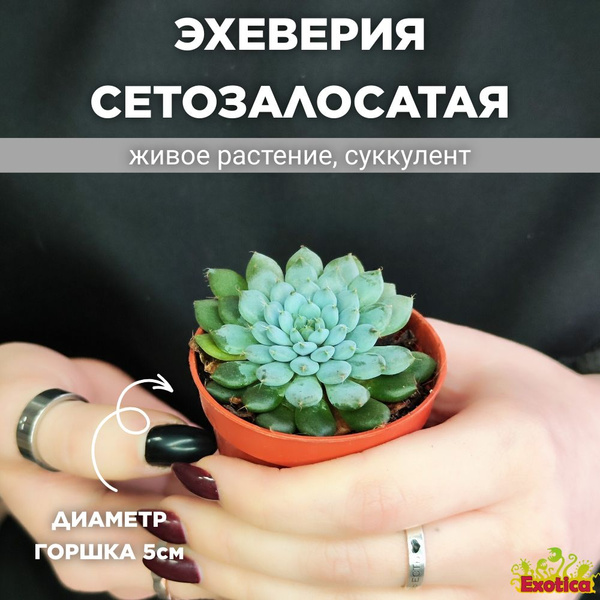 Эхеверия Exotica Echeveria Setosa Deminuta, 5 дм, 00078 шт - купить по ...