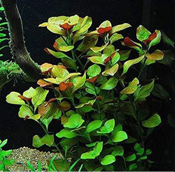 Людвигия перуанская "Даймонд" (Ludwigia peruensis). Живое аквариумное ...