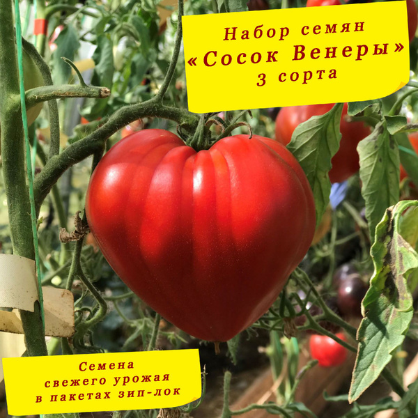 Томаты (3 сорта) - купить по выгодным ценам в интернет-магазине OZON ...