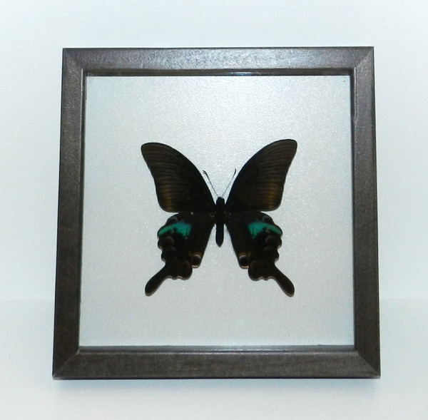 Бабочка в рамке.Papilio arcturus. - купить Сувенир по выгодной цене в ...