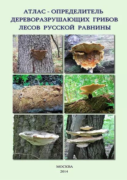 Атлас-определитель дереворазрушающих грибов лесов Русской равнины ...