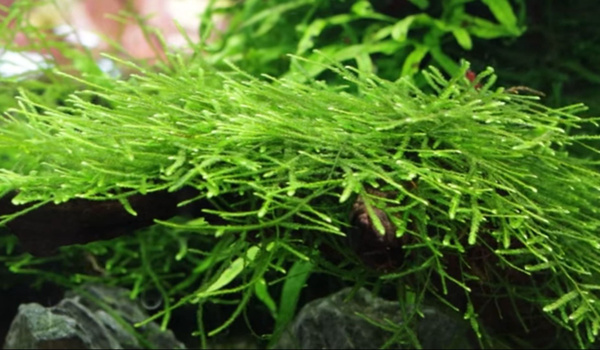 Яванский Мох - Java Moss купить на OZON по низкой цене (1641847665)