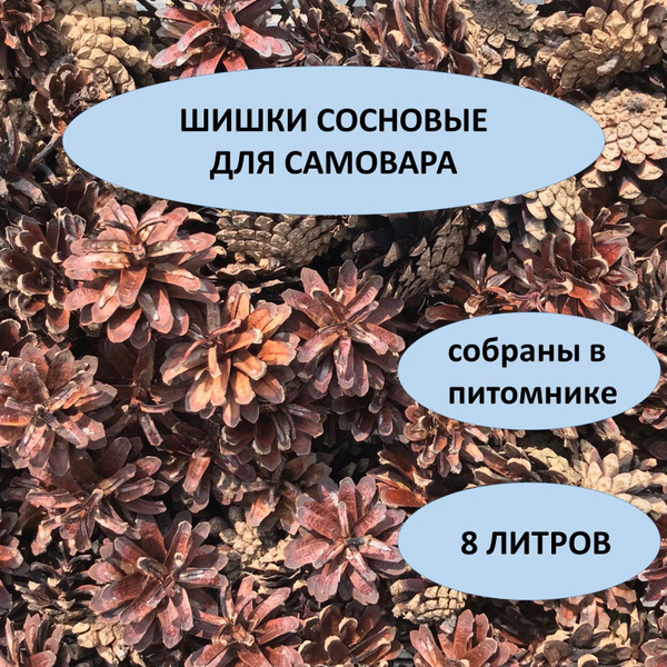 Шишки, для самовара, 8 литров, сосновые, сбор 2024 - купить с доставкой ...