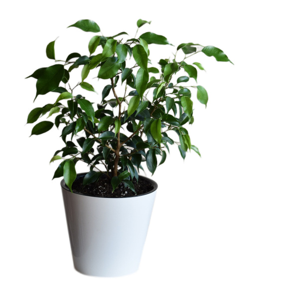 Фикус Бенджамина Наташа Ficus Benjamina Natasha, 16 дм, 1 шт - купить ...