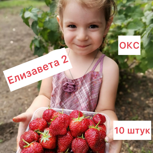 Клубника России Окс 10 штук - купить по выгодным ценам в интернет ...