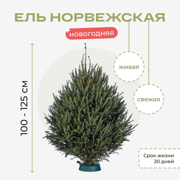 Елка живая Elki.one, 100-125 см - купить с доставкой по выгодным ценам в интернет-магазине OZON ...