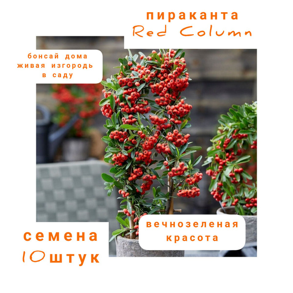 Пираканта пираканта - купить по выгодным ценам в интернет-магазине OZON ...
