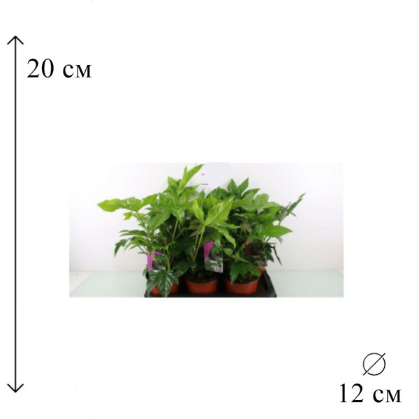 Фатсия японская Вариегата 12/20, 12 дм, 1 шт - купить по выгодной цене ...