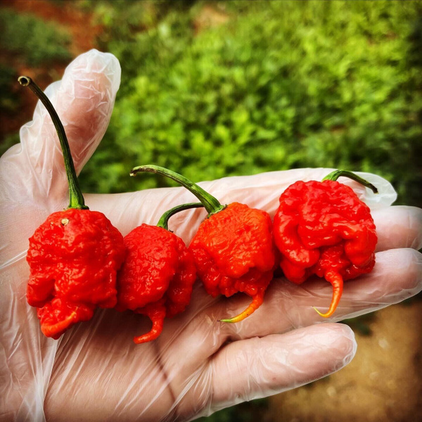 Самый острый перец Каролина Рипер, сушеный очищенный Carolina Reaper ...