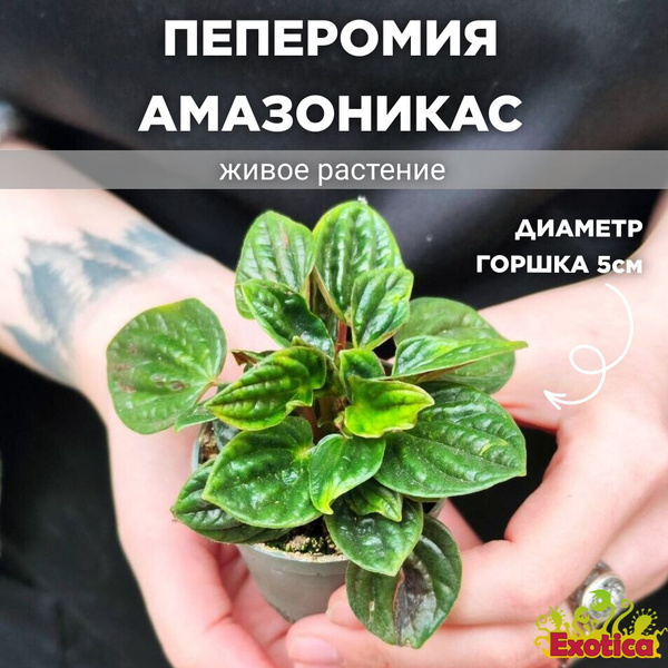 Пеперомия Exotica Peperomia Amazonicas, 5 дм, 01719 шт - купить по ...