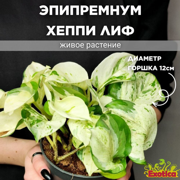 Эпипремнум Хеппи Лиф (Epipremnum Happy Leaf) D12см купить на OZON по ...