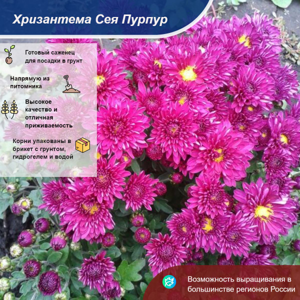 Хризантема Сея Пурпур (Мультифлора/Сиреневая) - купить с доставкой по ...