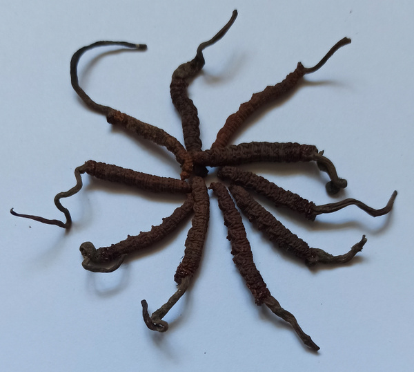 Чайный напиток Кордицепс Синенсис натуральный сушеный. Гималаи. Непал ...