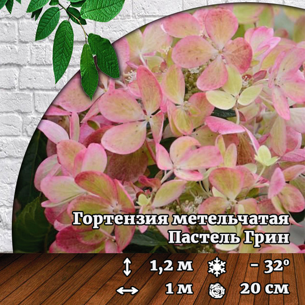 Гортензия саженец метельчатая Пастель Грин, 3 года (Pastelgreen ...