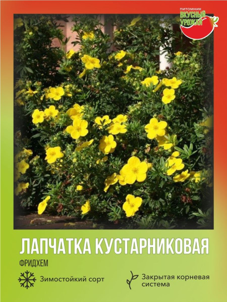 Лапчатка(курильский чай) Фридхем саженец 3 летка ЗКС - купить с ...