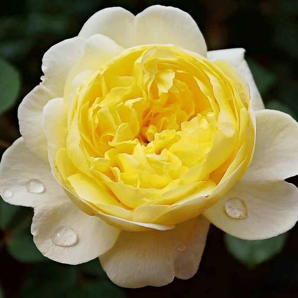 Роза The Poets Wife - купить с доставкой по выгодным ценам в интернет ...