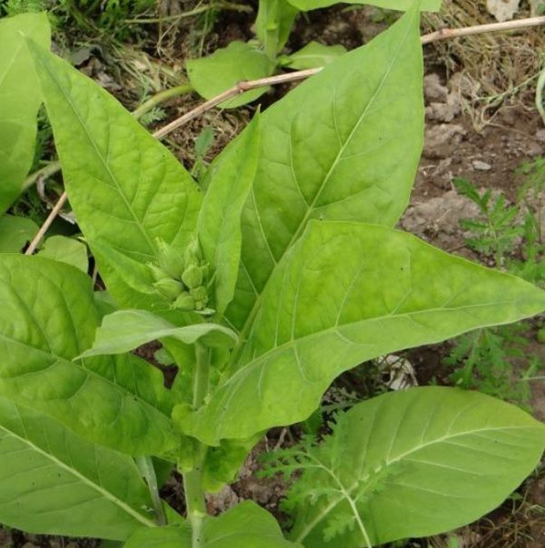 Табак душистый Deodar SEEDS COMPANY Табак_Советский крупнолистный ...