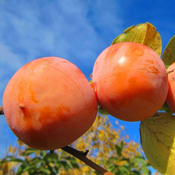 Хурма Россиянка - купить с доставкой по выгодным ценам в интернет ...
