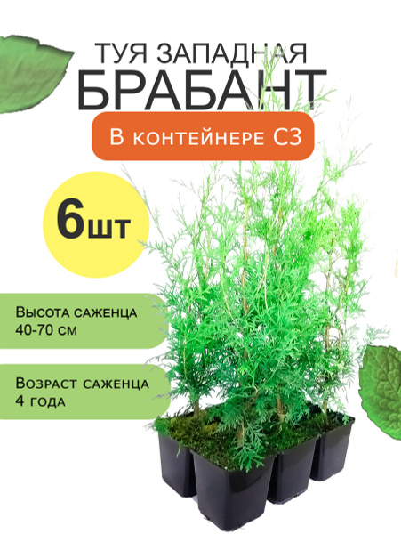 Туя западная Брабант. Комплект из 6 штук саженцев с закрытой корневой ...
