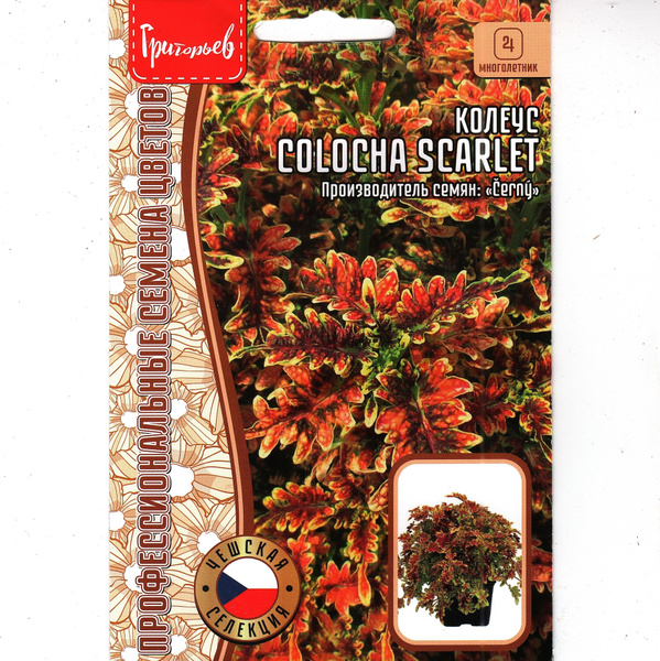 Колеусы Григорьев комнатные_1_оранжевый_желтый_бежевый - купить по ...