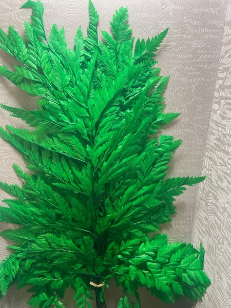 Стабилизированные цветы Папоротник, 40 см, 100 гр, 10 шт купить по ...