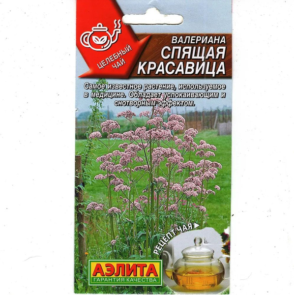 Валериана Аэлита 1_Валериана Спящая Красавица - купить по выгодным ...