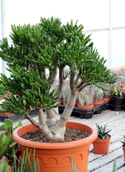 Крассула Хоббит - купить с доставкой по выгодным ценам в интернет ...