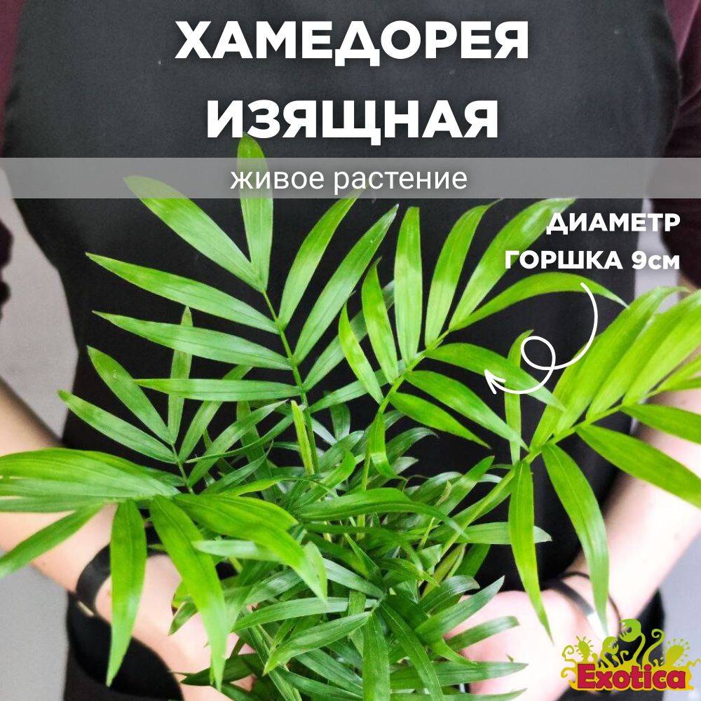 Горшок для Пальмы купить на OZON по низкой цене