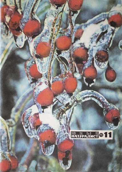 Журнал "Юный натуралист". № 11, 1973 купить на OZON по низкой цене (643422067)