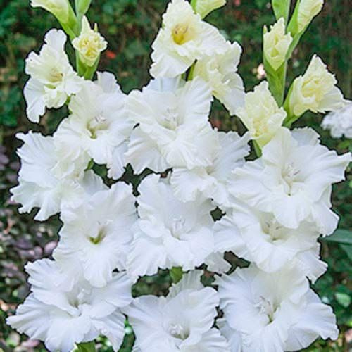 Гладиолус Сноуи Фриззл;Гладиолус, 5 шт. купить на OZON по низкой цене ...