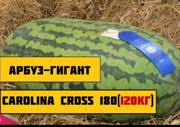 Гигантский арбуз - купить по выгодным ценам в интернет-магазине OZON ...