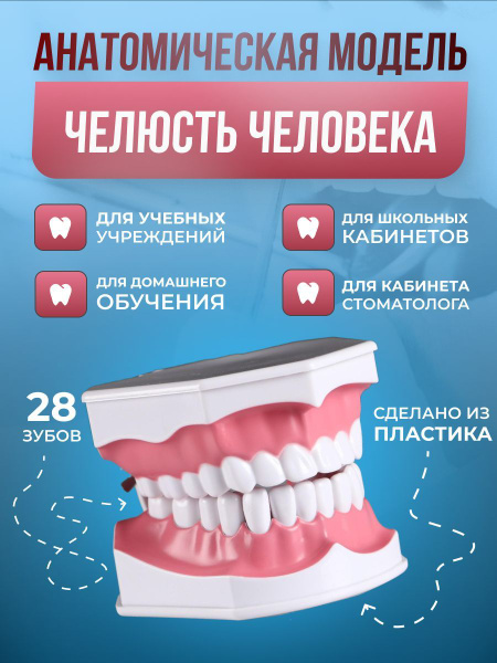 Анатомическая модель челюсти человека макет - купить с доставкой по ...