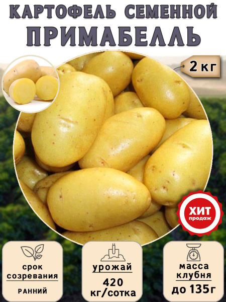 Клубни картофеля на посадку Примабелль (суперэлита) 2 кг Ранний купить ...
