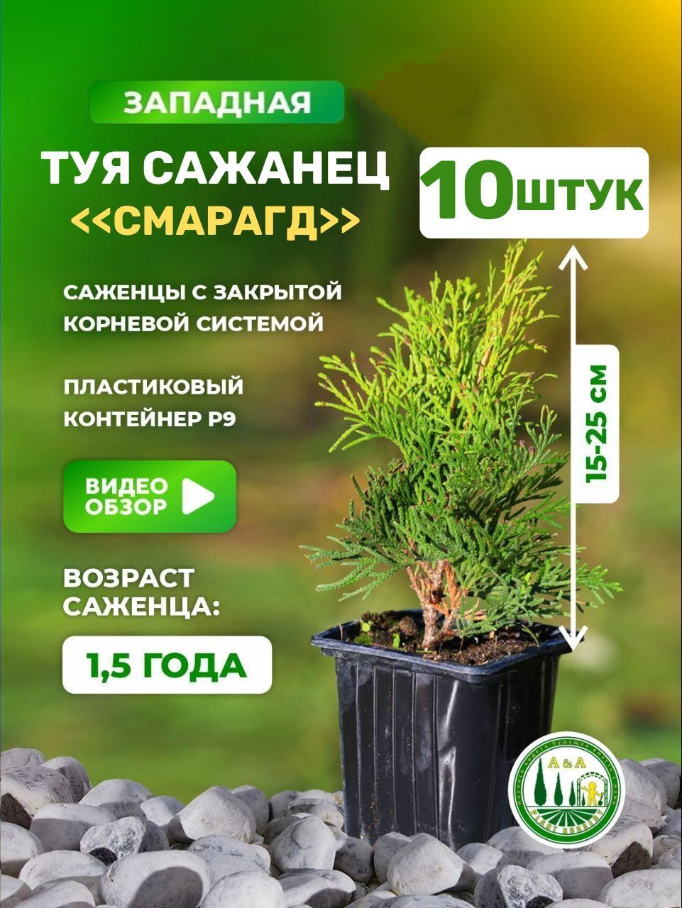 Саженцы Туи – купить в интернет-магазине OZON по низкой цене