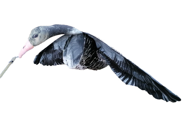 Kaz.goose.stepok Чучело - купить с доставкой по выгодным ценам в ...